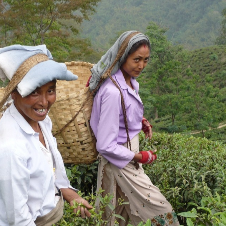 English | European Speciality Tea Association Denmark